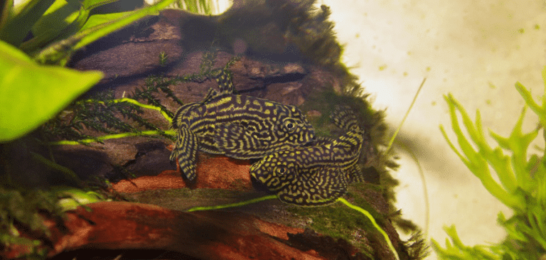 fiche du poisson Loche Leopard (Sewellia lineolata) - Aquablog