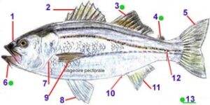 L'anatomie externe et interne d’un poisson - Aquablog