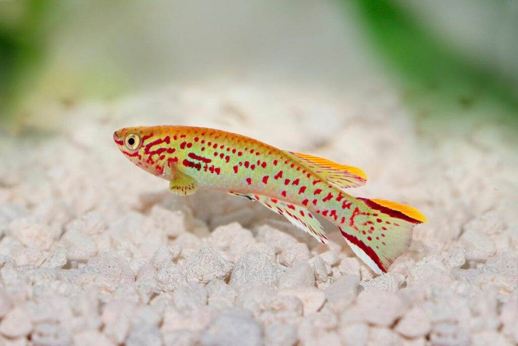 Fiche du poisson Fundulopanchax gardneri (aphyosemion gardneri)