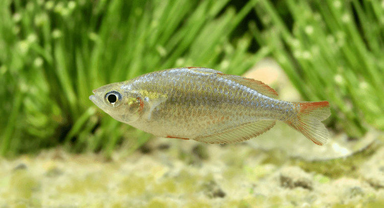 Fiche du poisson Melanotaenia praecox (Néon Arc-en-ciel) - Aquablog