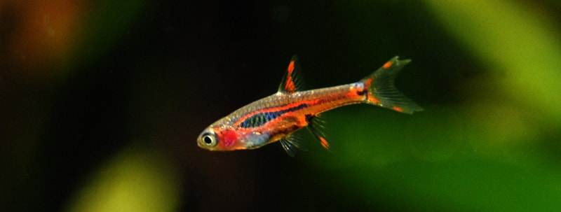 Fiche du poisson Boraras brigittae ( Rasbora orné ) - Aquablog