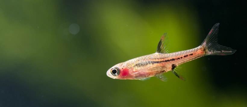 Fiche du poisson Boraras brigittae ( Rasbora orné ) - Aquablog