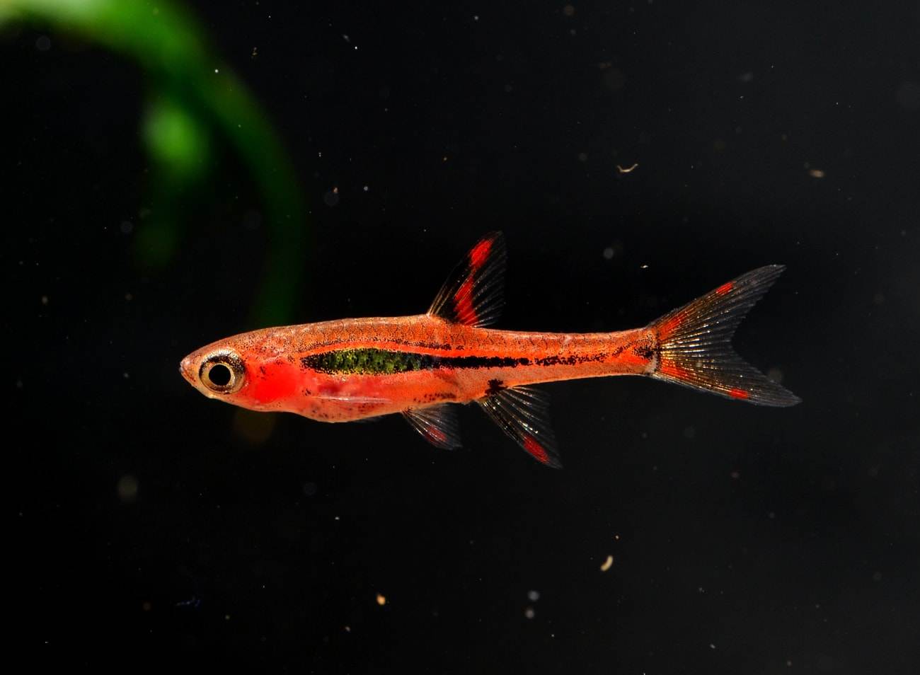 Fiche du poisson Boraras brigittae ( Rasbora orné ) - Aquablog