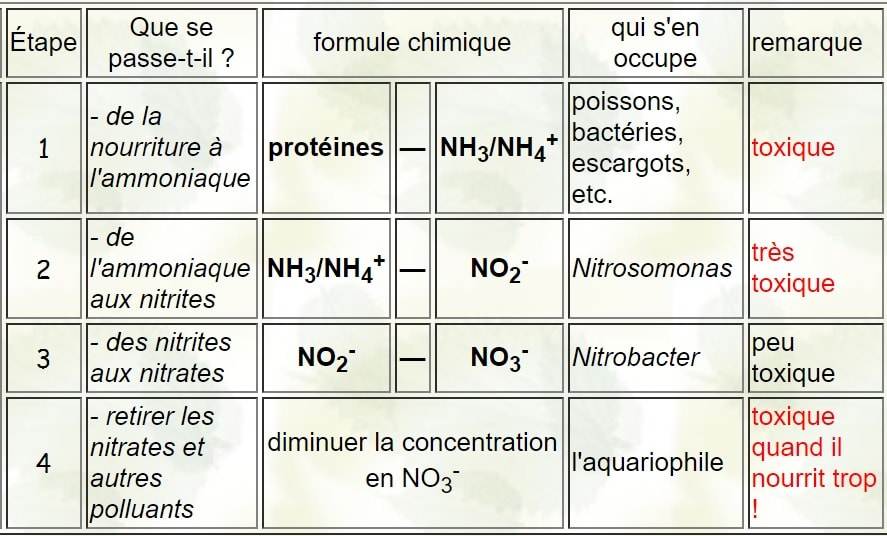 Tout savoir sur le cycle de dans l'aquarium