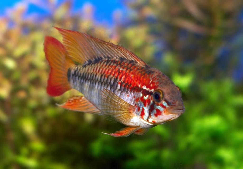 Fiche du poisson Apistogramma viejita (Apisto à gorge noire) - Aquablog