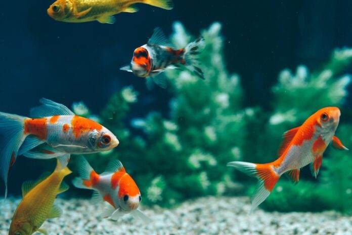 Aquarium communautaire avec poisson rouge possible ou pas ? - Aquablog