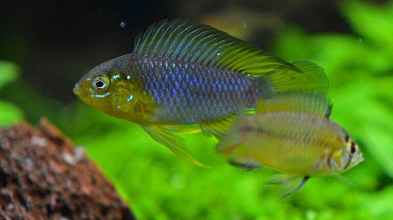 Fiche du poisson Apistogramma borellii (Apisto ombrelle) - Aquablog