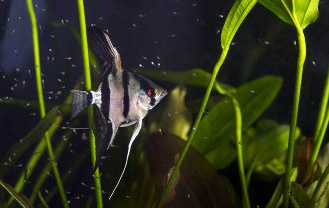 Technique pour réussir dans la reproduction des scalaires - Aquablog