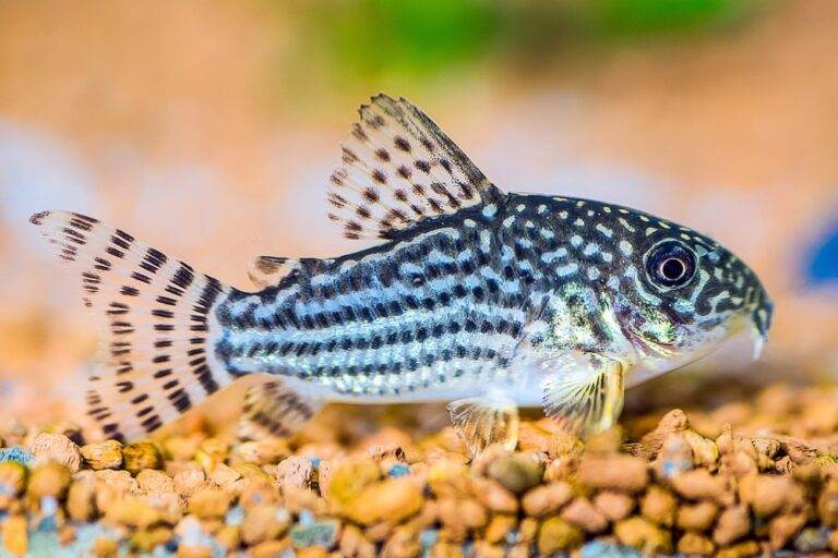 Le corydoras, un poisson qui est très loin d'être une poubelle - Aquablog