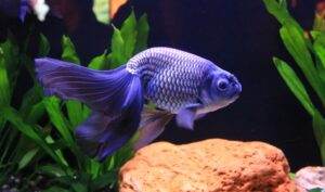 Les differentes parties externes d'un poisson et ses fonctions - Aquablog