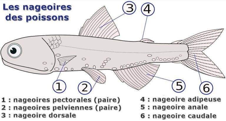 Les differentes parties externes d'un poisson et ses fonctions - Aquablog