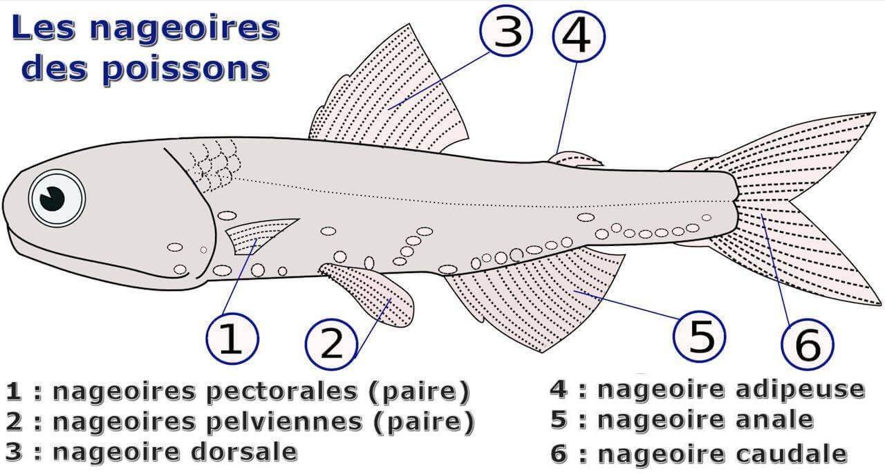 Les differentes parties externes d'un poisson et ses fonctions - Aquablog