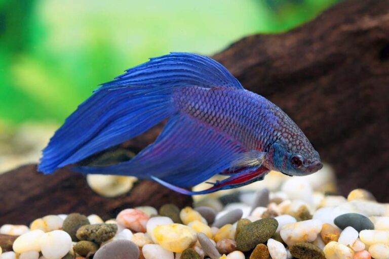 Fiche du poisson Betta splendens (Combattant) - Aquablog