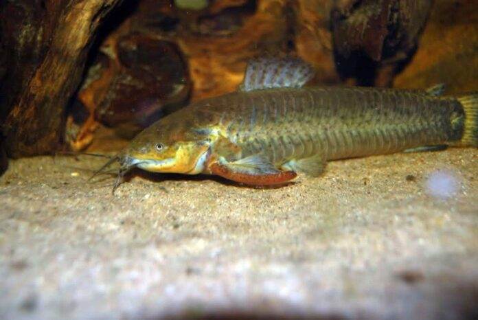 Fiche du poisson Callichthys callichthys - Aquablog