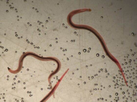 Symptome et Traitement du Camallanus (Ver rouge du guppy) - Aquablog