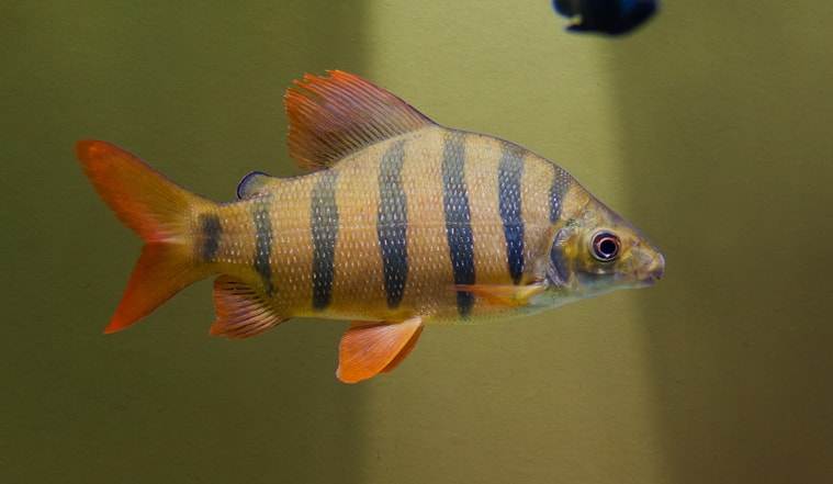 Fiche du poisson Distichodus lusosso - Aquablog