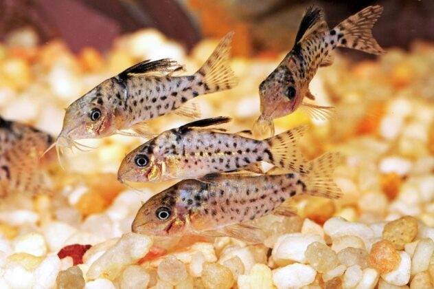 Fiche du poisson Corydoras punctatus - Aquablog