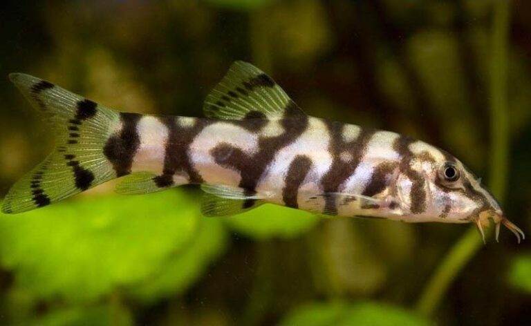 Fiche du poisson Botia lohachata - Aquablog