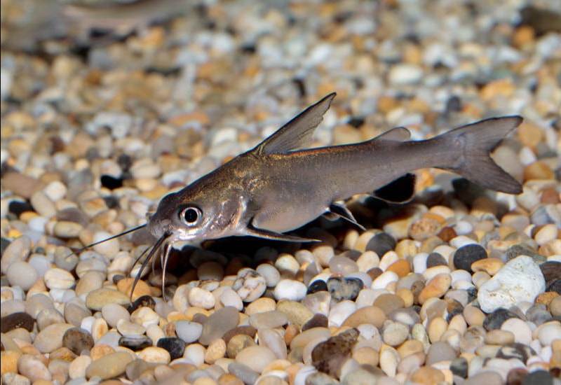 Fiche du poisson Ariopsis seemanni - Aquablog