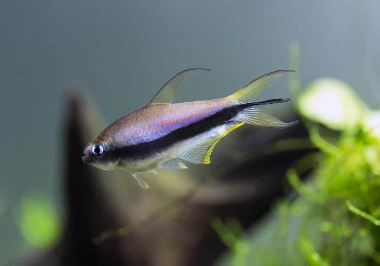 Fiche du poisson Nematobrycon palmeri - Aquablog