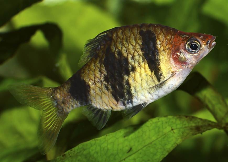 Fiche du poisson Pethia nigrofasciata - Aquablog