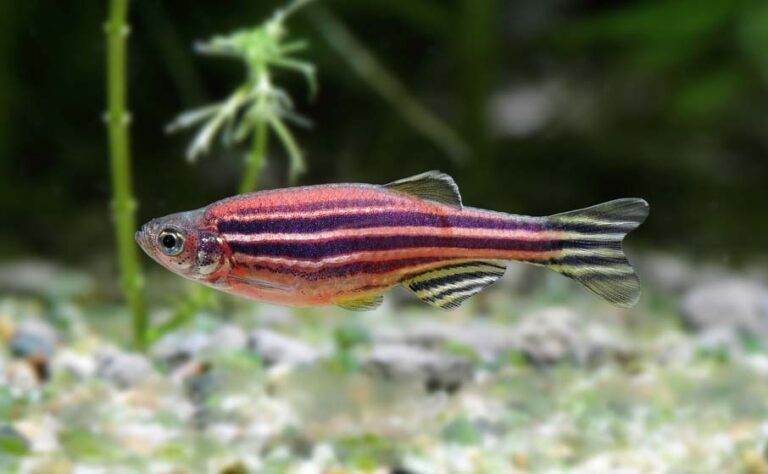 Fiche du poisson Danio rerio (Poisson zèbre) - Aquablog