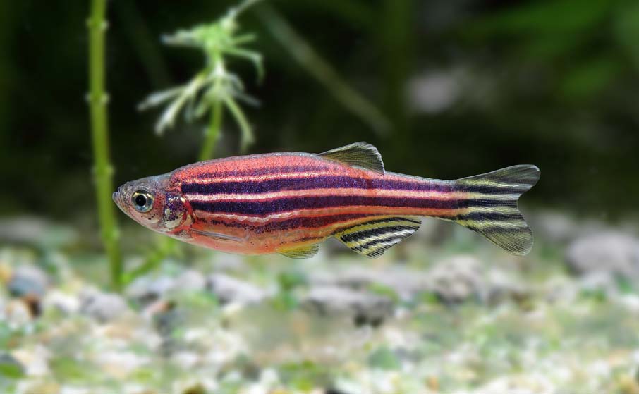 Fiche du poisson Danio rerio (Poisson zèbre) - Aquablog