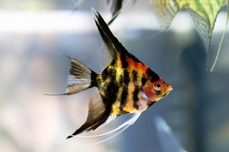 Fiche du poisson Pterophyllum scalare (Scalaire) - Aquablog