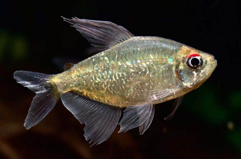 Fiche du poisson Moenkhausia pittieri - Aquablog