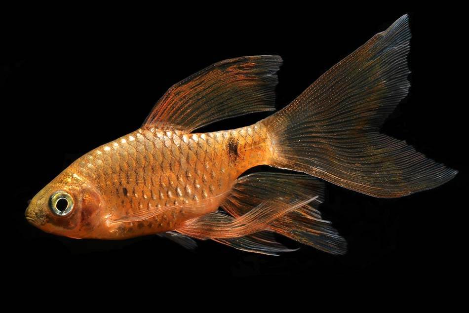 Fiche du poisson Pethia conchonius (barbus rosé) - Aquablog