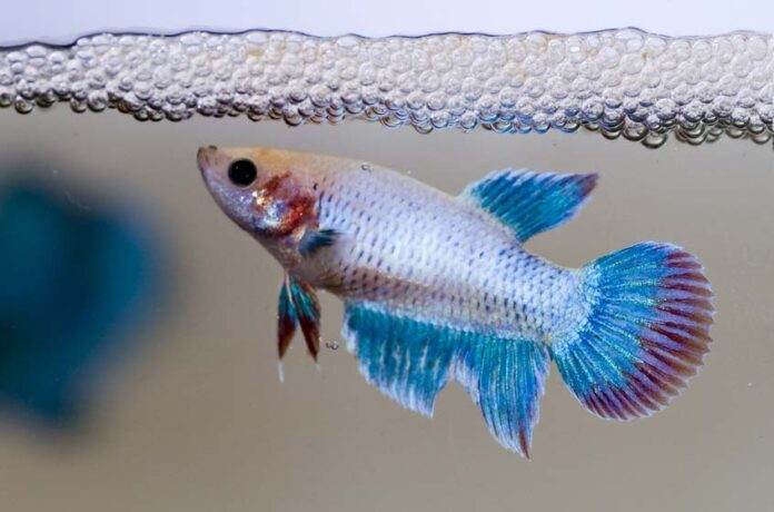 Fiche du poisson Betta splendens (Combattant) - Aquablog