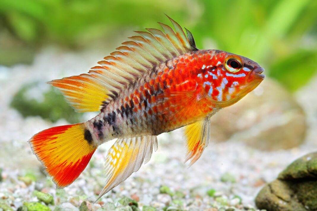 Fiche du poisson Apistogramma macmasteri - Aquablog