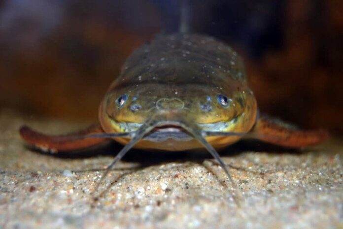 Fiche du poisson Callichthys callichthys - Aquablog