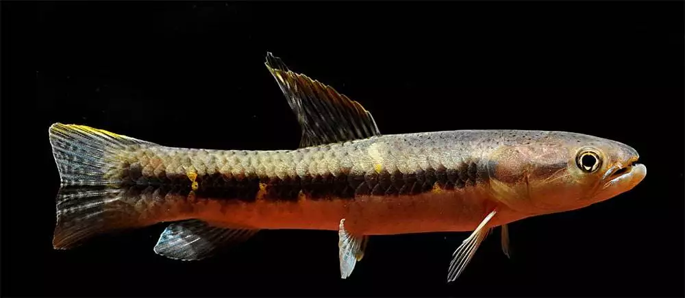 Fiche du poisson Erythrinus erythrinus - Aquablog