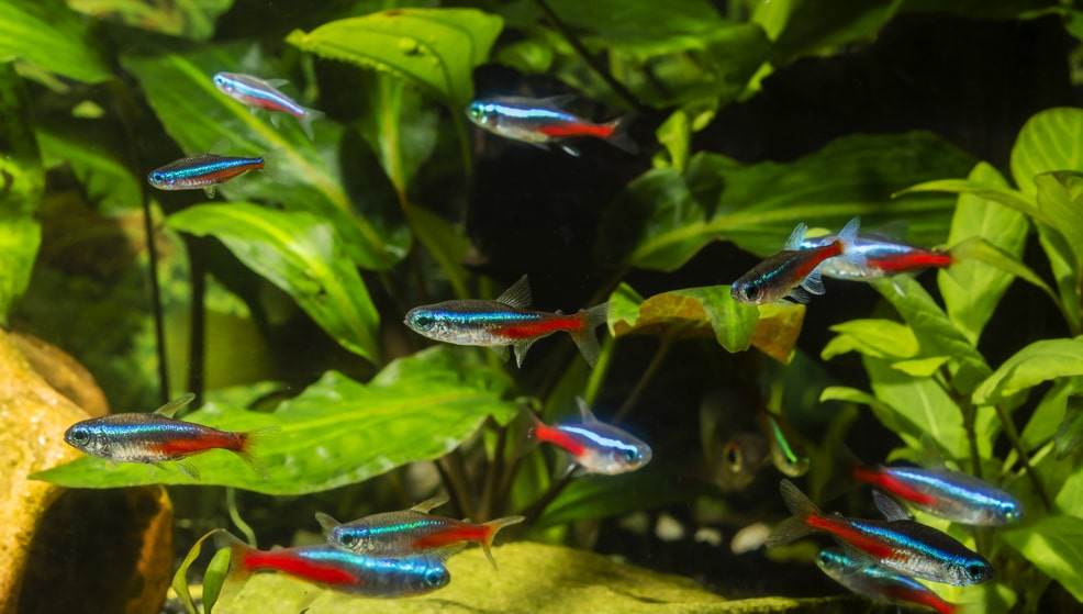 Fiche du poisson Paracheirodon simulans - Aquablog