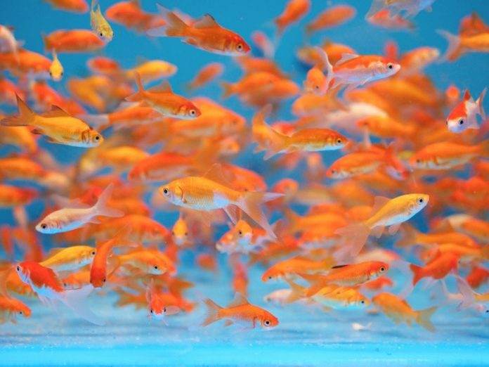 La reproduction du poisson rouge en aquarium - Aquablog