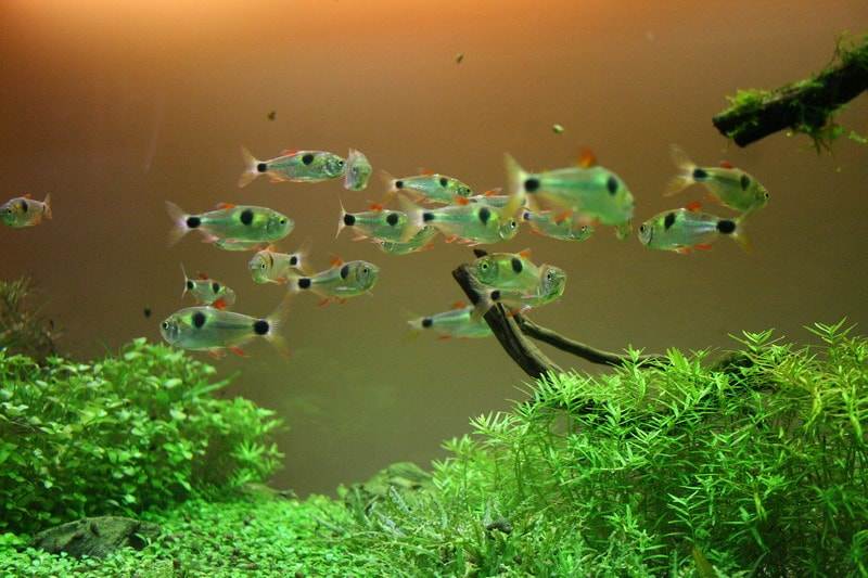 Fiche du poisson Exodon paradoxus - Aquablog