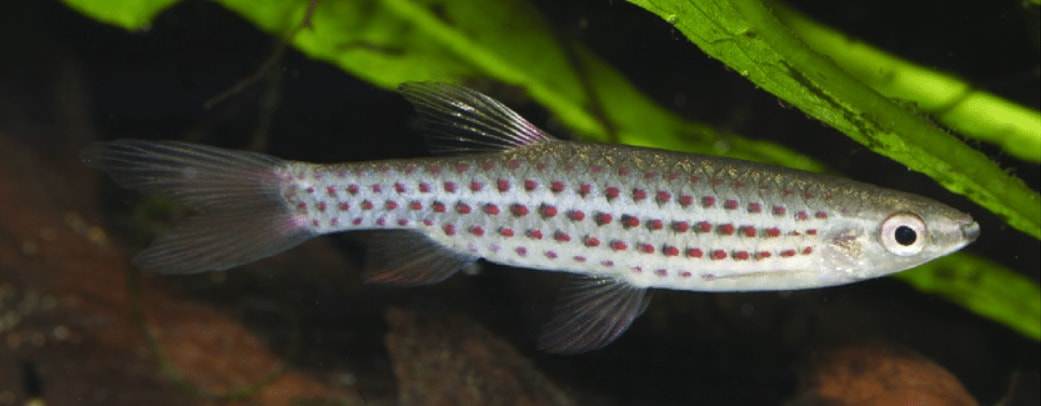 Fiche du poisson Copella nattereri - Aquablog