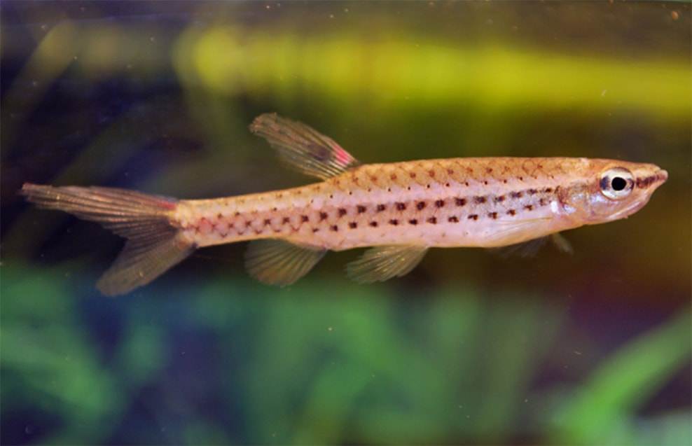 Fiche du poisson Copella nattereri - Aquablog