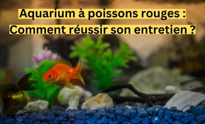 Aquarium à poissons rouges : Comment réussir son entretien ? - Aquablog